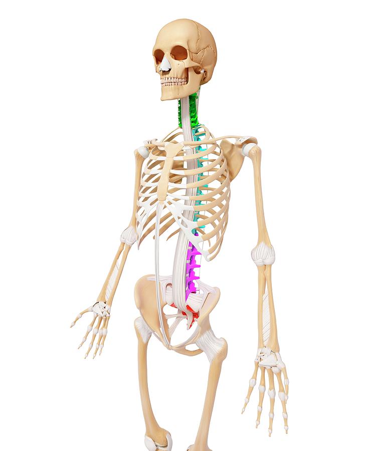 Human Skeleton #233 by Science Photo Library