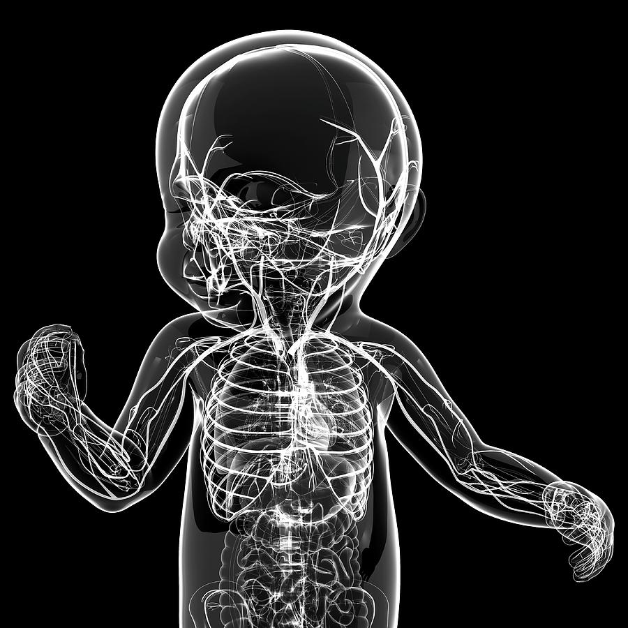 Baby's Nervous System #24 by Science Photo Library