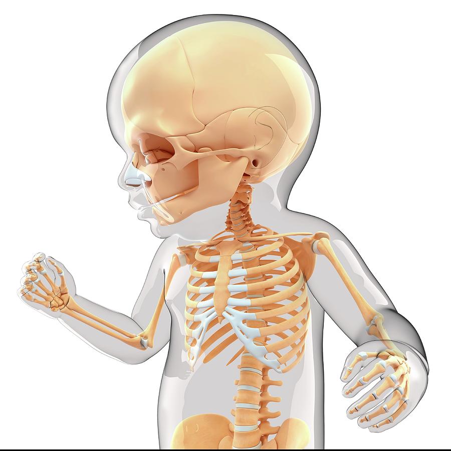 Baby's Skeletal System #24 by Science Photo Library
