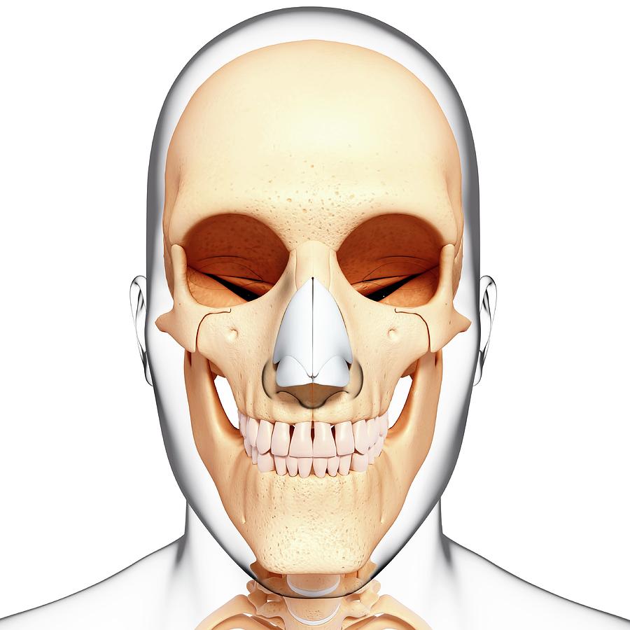 Human Skull #24 by Science Photo Library