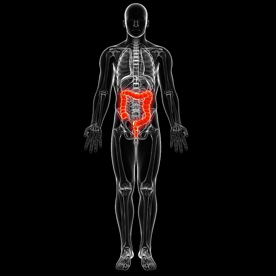 Male Digestive System Photograph by Pixologicstudio/science Photo ...