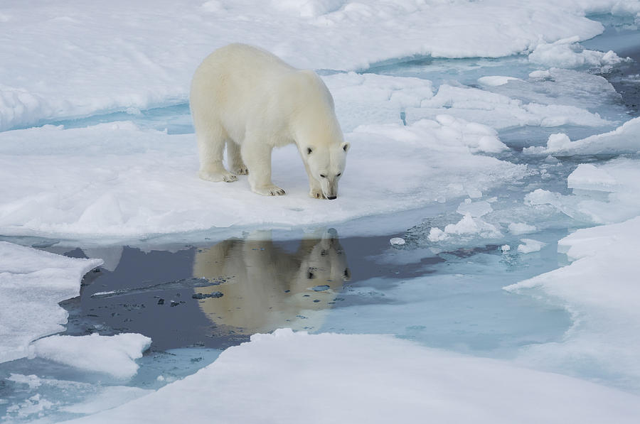 Polar Bear On Pack Ice Photograph by John Shaw - Pixels