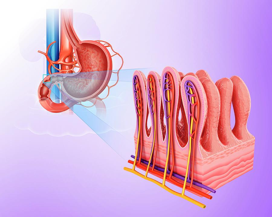 Small Intestinal Wall #24 Photograph by Pixologicstudio - Pixels