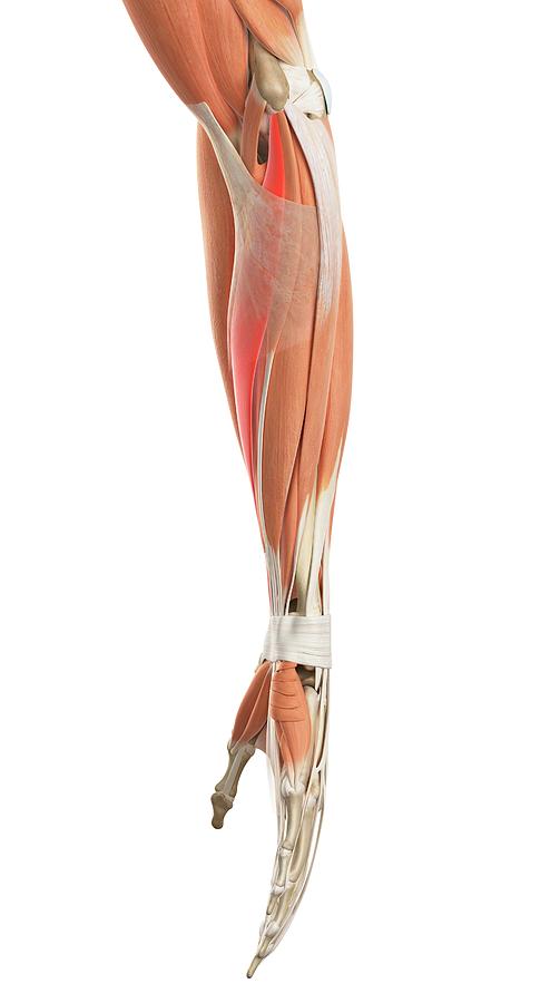 Arm Muscles Photograph by Sebastian Kaulitzki/science Photo Library ...