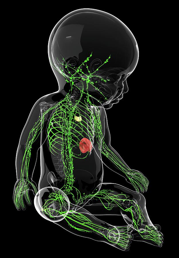 Baby's Lymphatic System Photograph by Pixologicstudio - Fine Art America