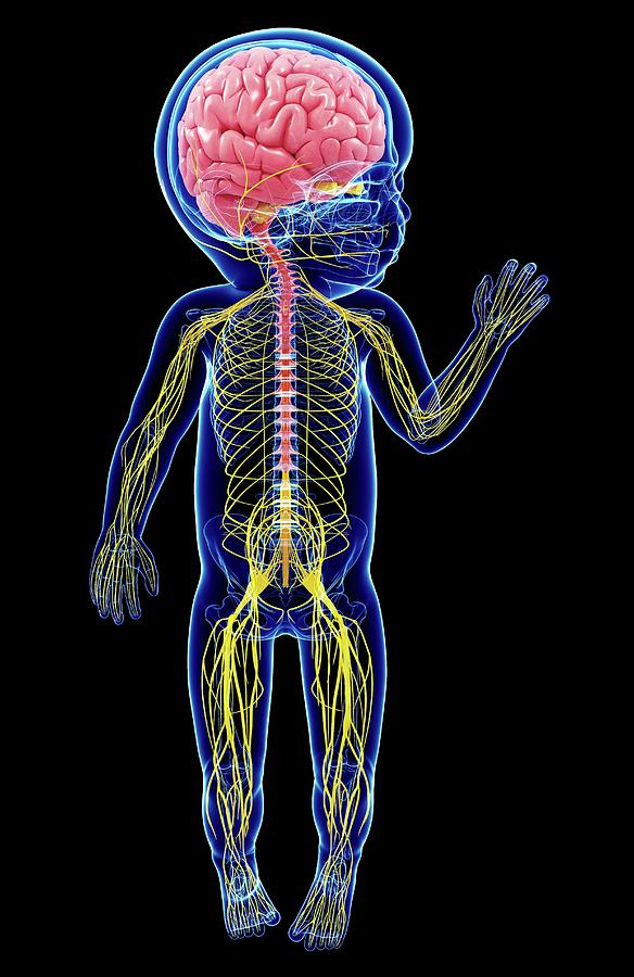 Baby's Nervous System Photograph by Pixologicstudio - Fine Art America