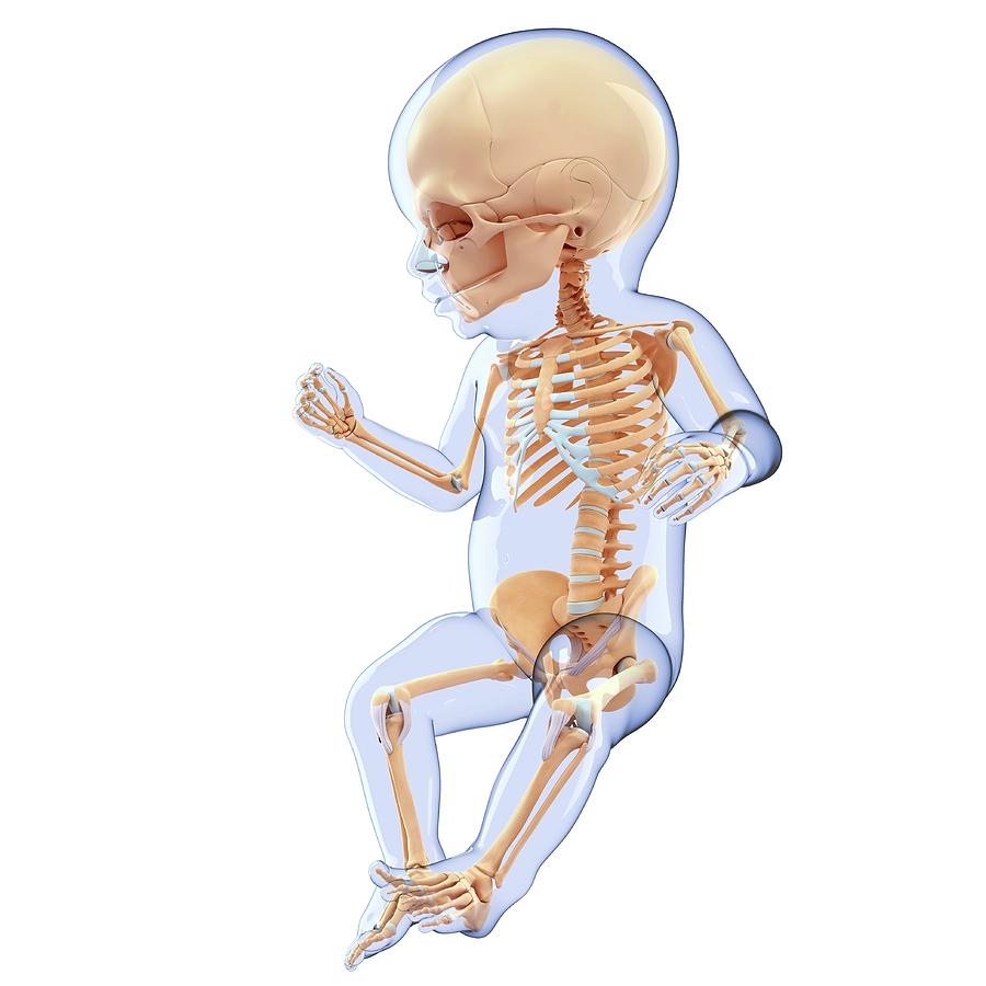 Baby's Skeletal System Photograph by Pixologicstudio