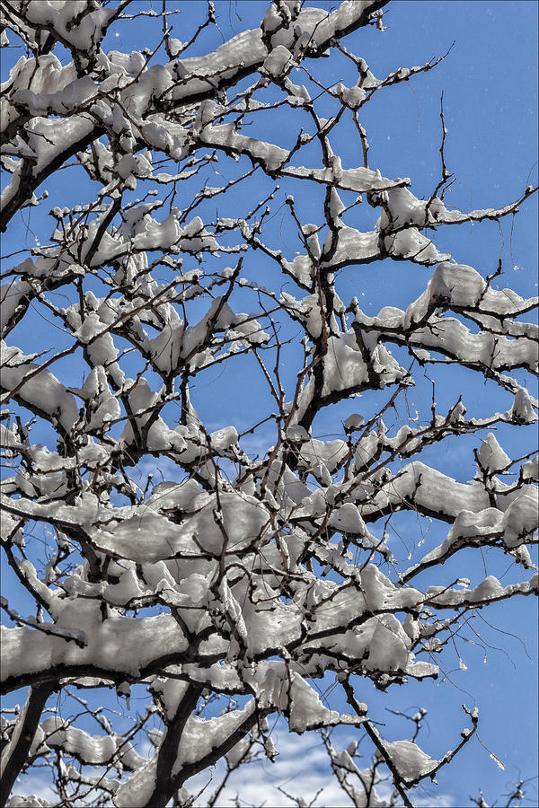 Branches and Snow Photograph by Robert Ullmann - Pixels