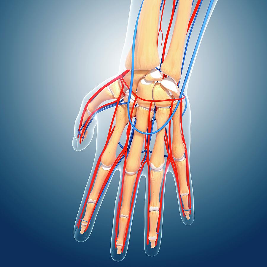 Hand Anatomy Photograph by Pixologicstudio/science Photo Library - Pixels