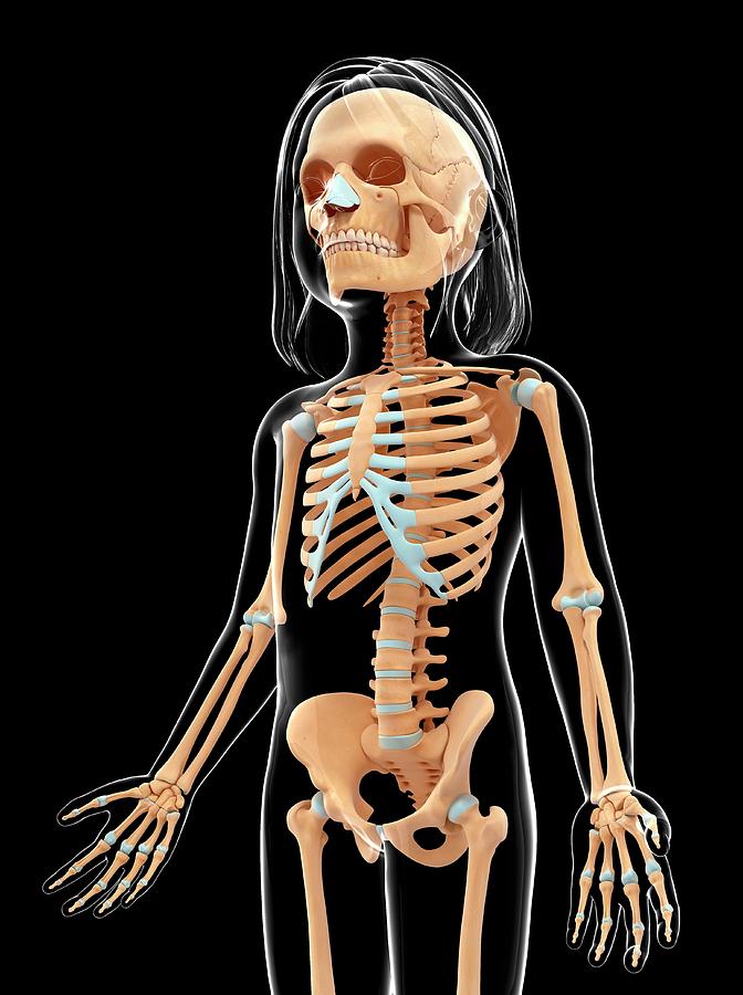 Human Skeletal System #25 by Science Photo Library