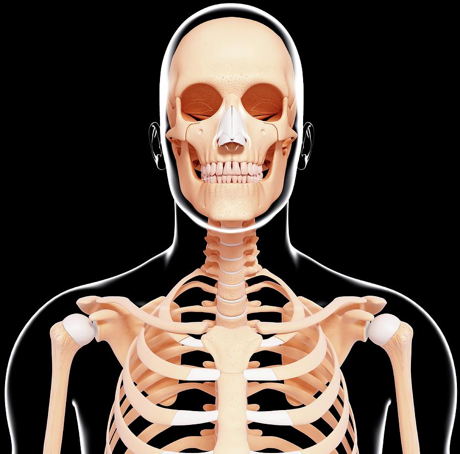 Human Skeleton Photograph by Pixologicstudio/science Photo Library ...