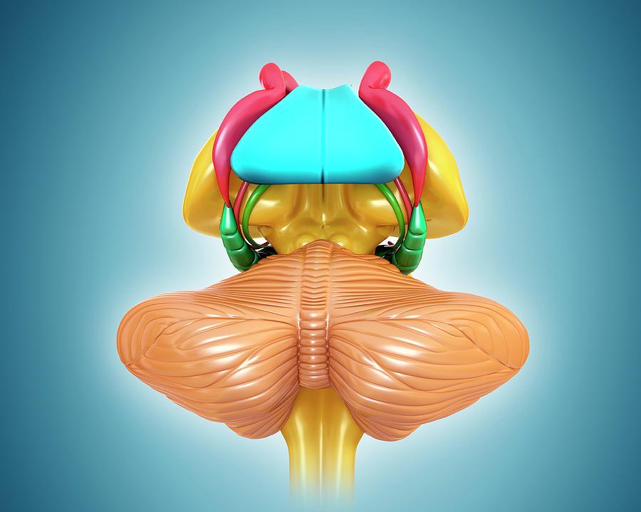Human Brain Structures #26 by Pixologicstudio / Science Photo Library