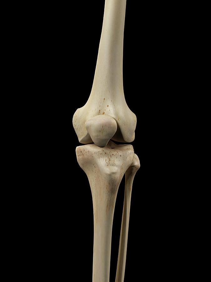 Human Knee Joint #26 Photograph by Sciepro - Pixels