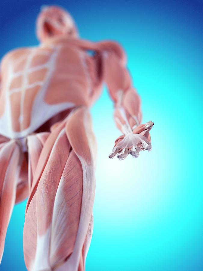 Human Muscular System Photograph by Sebastian Kaulitzki/science Photo ...