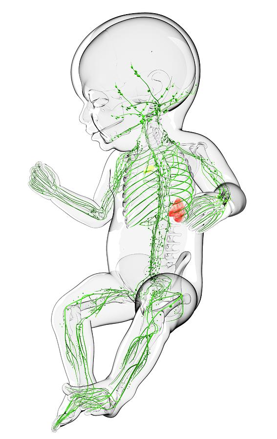 Baby's Lymphatic System Photograph by Pixologicstudio - Pixels