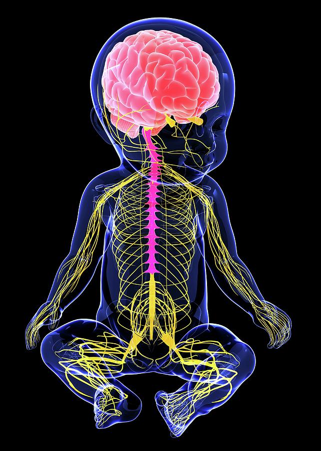 Baby's Nervous System #27 by Science Photo Library