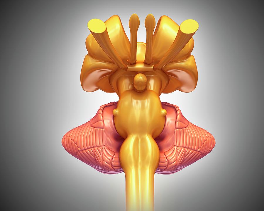 Human Brain Structures #27 by Science Photo Library