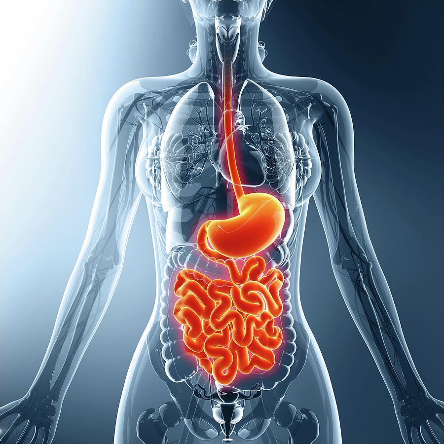 Human Digestive System #27 by Science Photo Library
