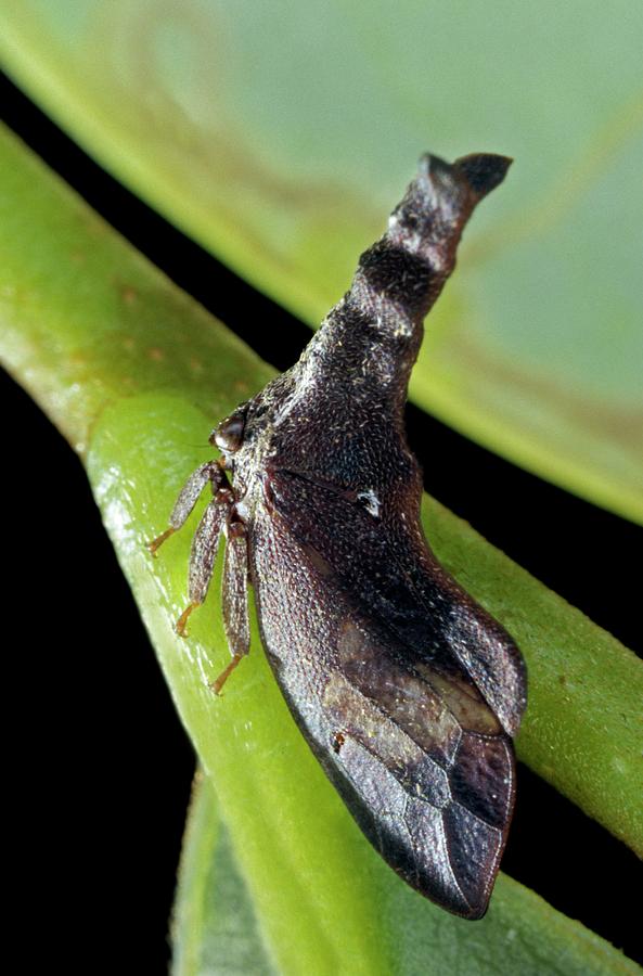 Treehopper Photograph by Patrick Landmann/science Photo Library - Fine ...
