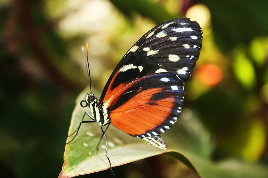 BF #28 Photograph by Christopher Hoffman - Fine Art America