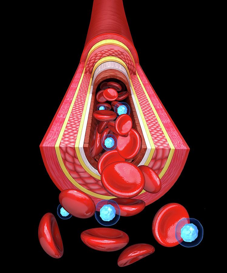 Human Artery #28 by Pixologicstudio / Science Photo Library
