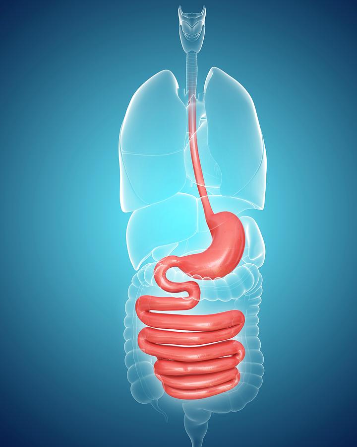 Human Digestive System #28 by Science Photo Library