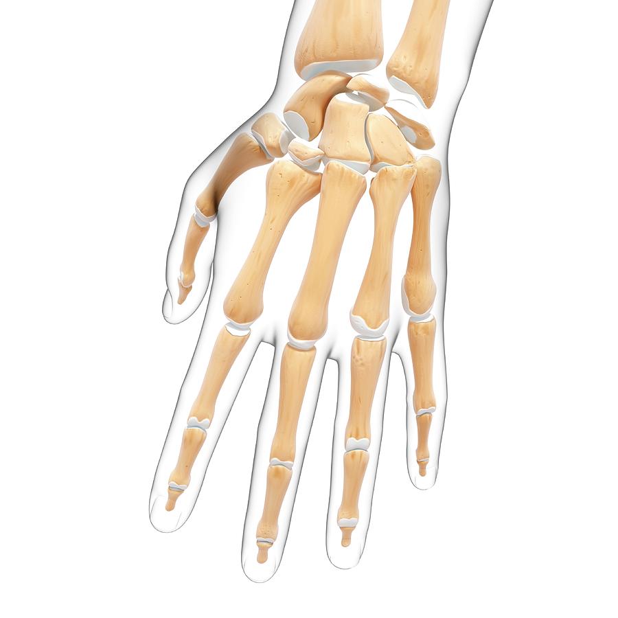Human Hand Bones #28 by Pixologicstudio / Science Photo Library