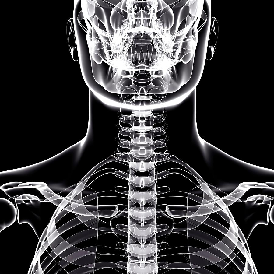 Human Skeleton Photograph by Pixologicstudio/science Photo Library ...