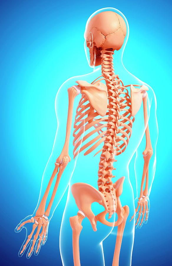 Human Skeleton Photograph by Pixologicstudio/science Photo Library ...