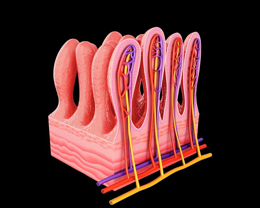 Small Intestinal Wall Photograph by Pixologicstudio - Fine Art America