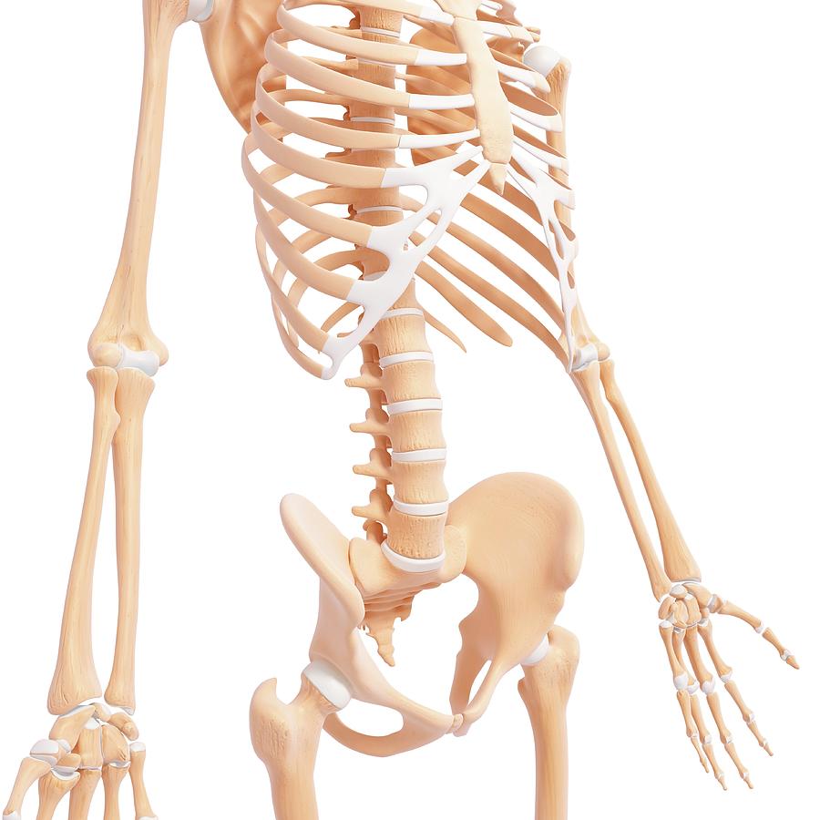 Human Skeleton Photograph by Pixologicstudio/science Photo Library ...