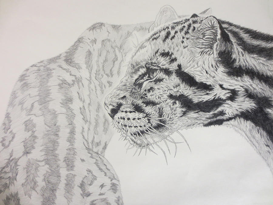 2D leopard Drawing by Troy Howard | Fine Art America