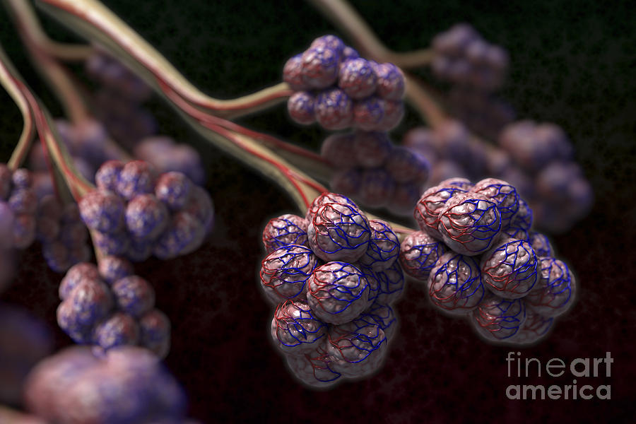 Alveolar Sacs Photograph by Science Picture Co - Pixels
