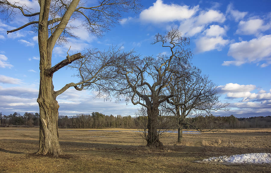 3 Appleton Trees Photograph by Stoney Stone - Fine Art America