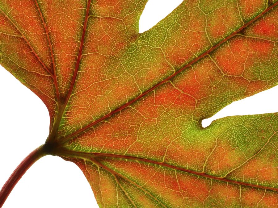 Autumn Leaf #3 by Science Photo Library