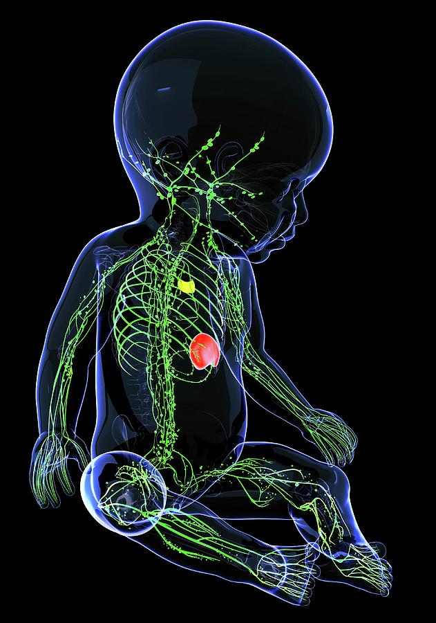 Baby's Lymphatic System #3 by Science Photo Library