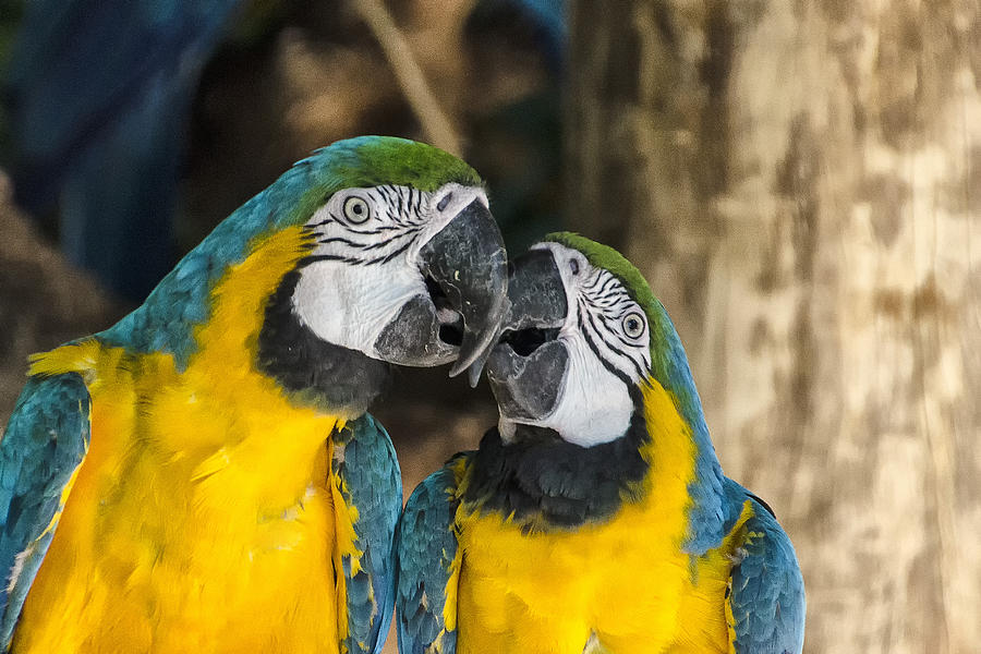 Birds of South America Photograph by Jon Berghoff - Fine Art America