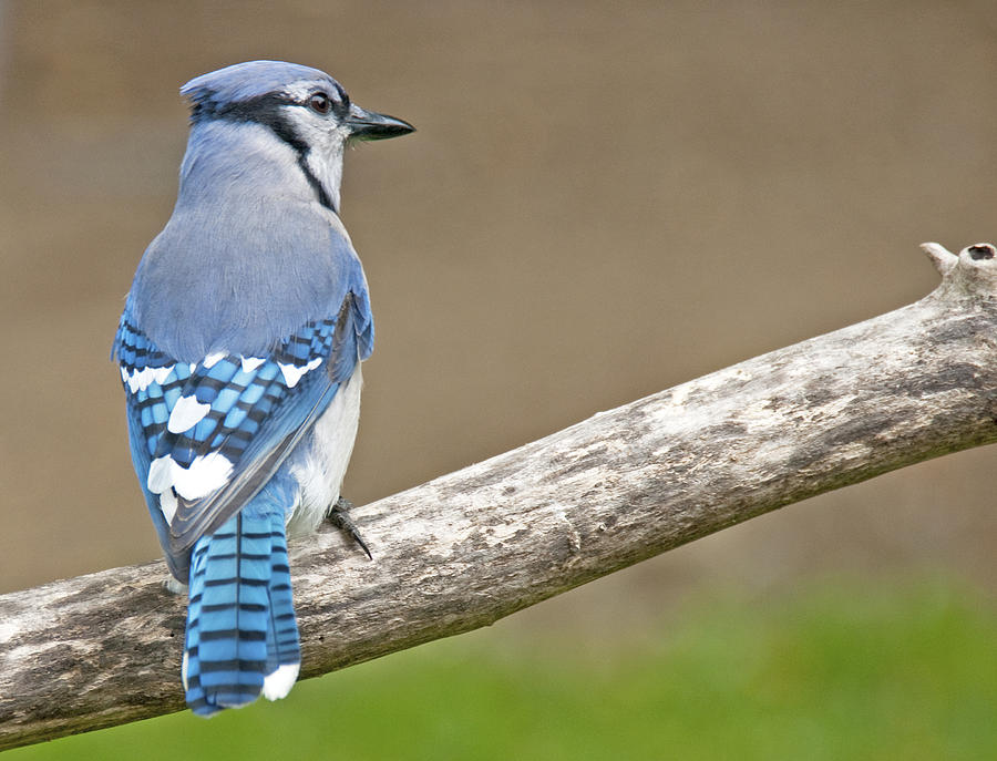Blue Jay Animal Portrait Photograph by A Macarthur Gurmankin - Fine Art ...