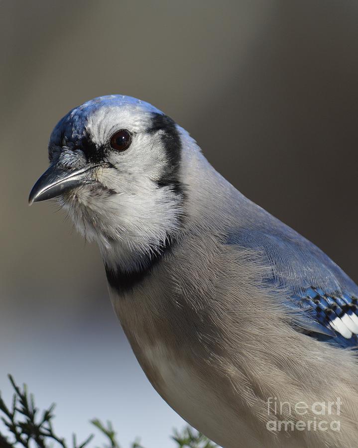 Blue Jay Photograph by Charles Trinkle | Pixels