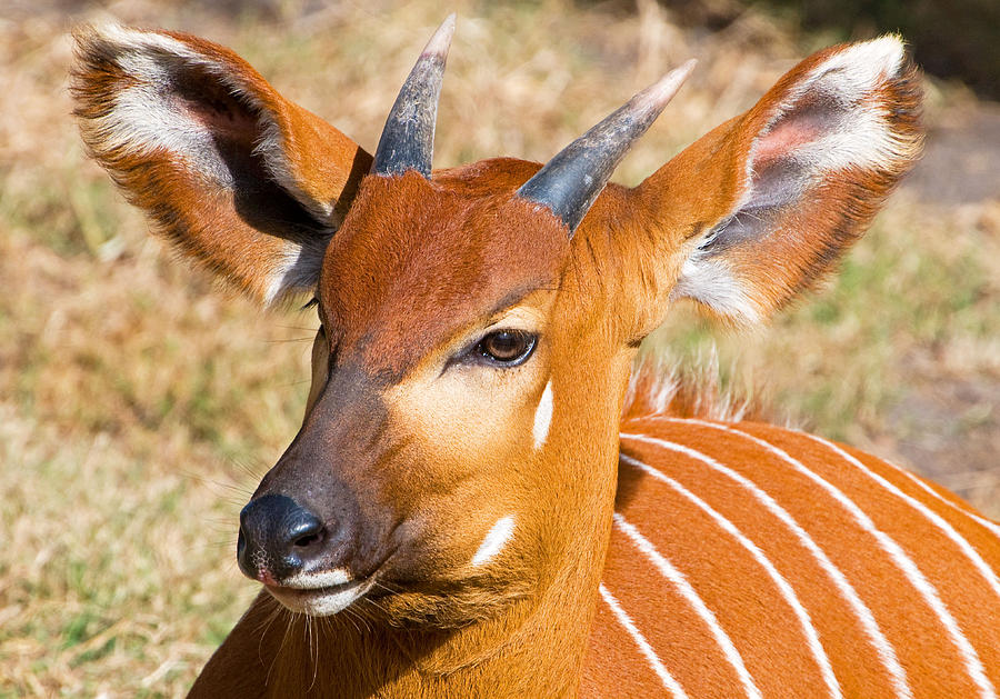 Bongo Juvenile Photograph by Millard H. Sharp - Pixels