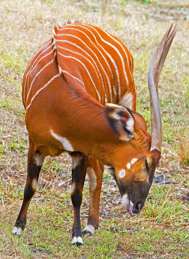 Bongo Photograph by Millard H. Sharp | Fine Art America
