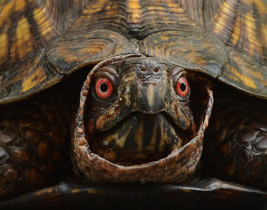 Box Turtle Photograph by Eric Abernethy | Fine Art America