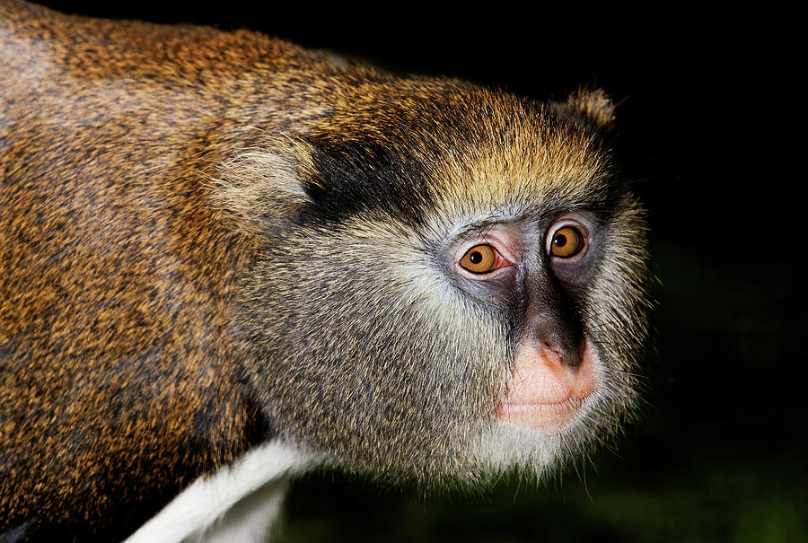 Cercopitheque De Campbell Cercopithecus Photograph by Gerard Lacz ...