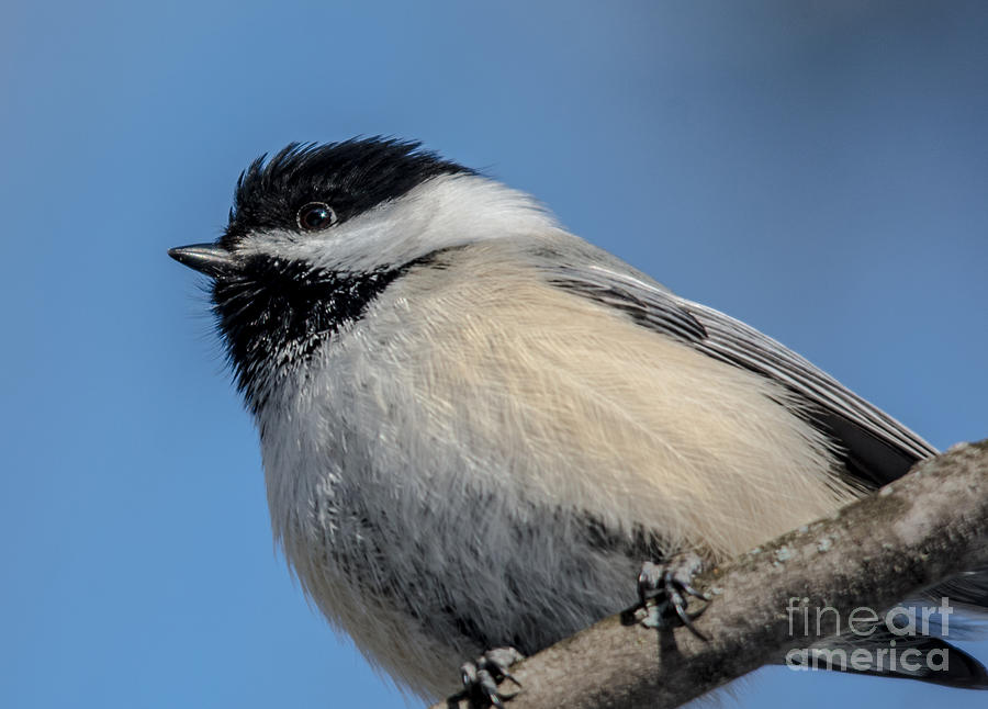 Chickadee Photograph by Cheryl Baxter | Fine Art America