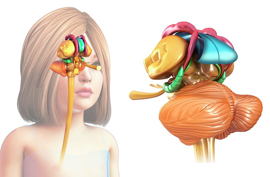 Child's Brain Structures Photograph by Pixologicstudio/science Photo ...