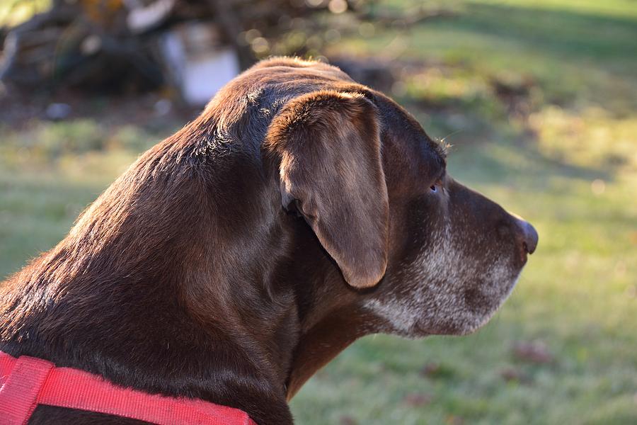 Choco Lab Photograph by Armani Ballesteros - Fine Art America