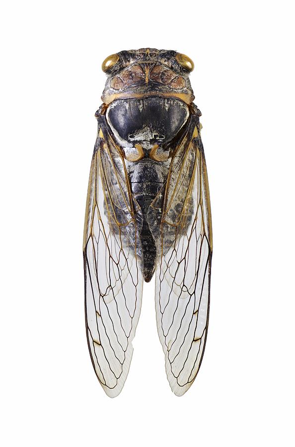 Cicada #3 by Science Photo Library Cicada #3 by Science Photo Library