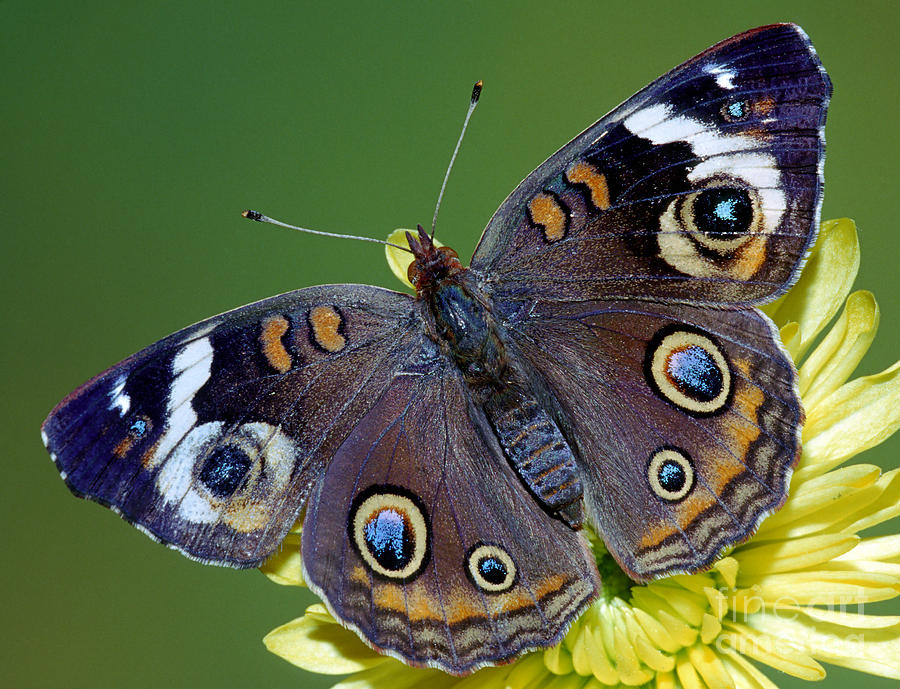 Common Buckeye Photograph by Millard H. Sharp - Fine Art America