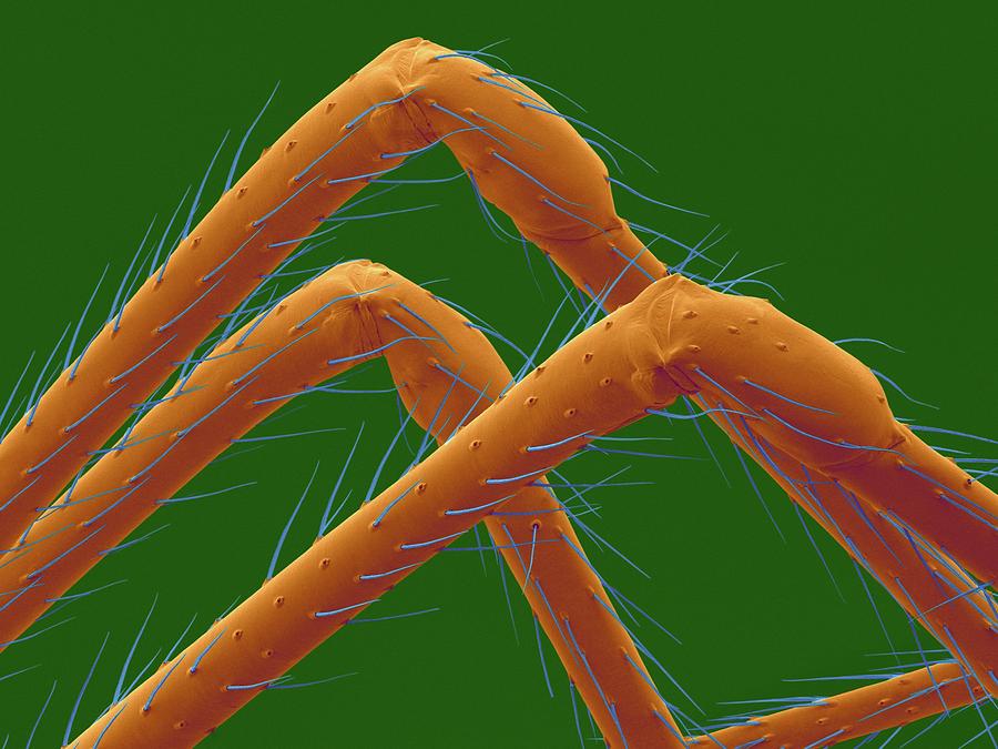 Daddy Longlegs Spider Legs (pholcus Sp.) Photograph by Dennis Kunkel ...