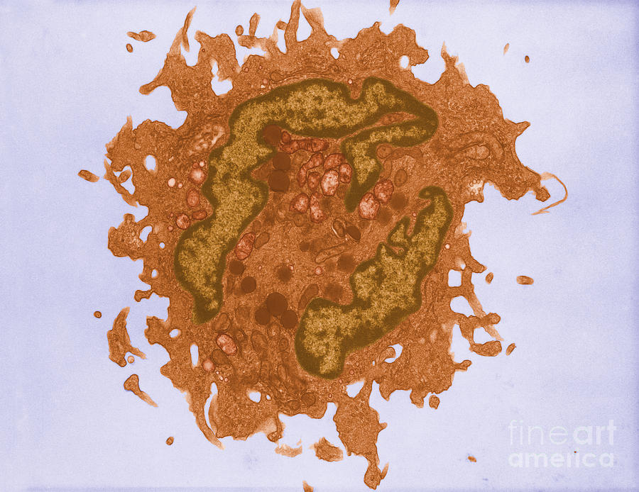 Dendritic Cell Photograph by David M. Phillips - Fine Art America